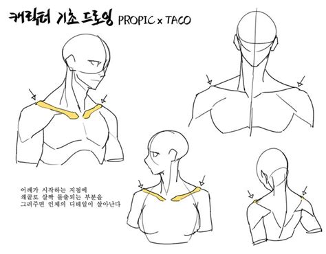 타코작가 On Twitter 해부학 강좌 드로잉 강좌 스케치 그리기