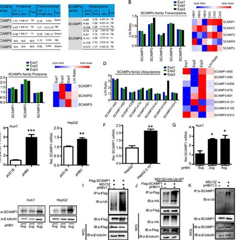 Comparison And Correlation Of Transcriptome Proteome And Ubiquitylome