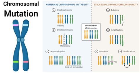 Mutation Lesson Plan Grade 10
