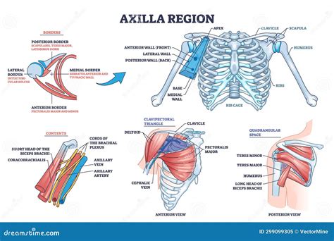 Axilla Region Anatomy With Skeletal And Muscular Structure Outline