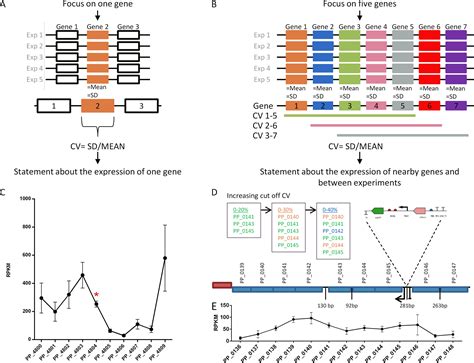Reliable Genomic Integration Sites In Pseudomonas Putida Identified By