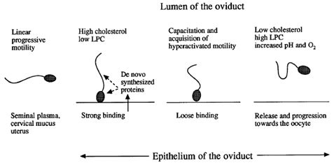 Schematic Representation Of In Vivo Capacitation Spermatozoa Still