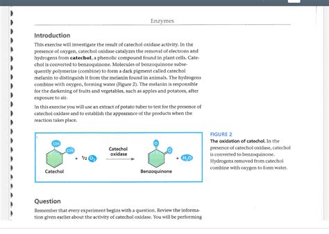 Solved Enzymes Introduction This Exercise Will Investigate