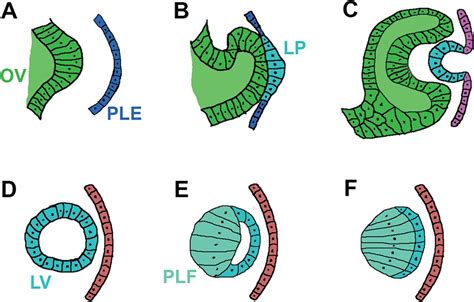 Inherited Cataracts Molecular Genetics Clinical Features Disease