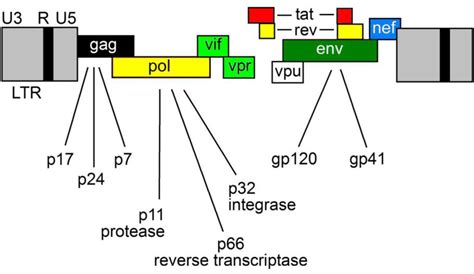 Frontiers Hiv 1 Nef Signaling In Intestinal Mucosa Epithelium