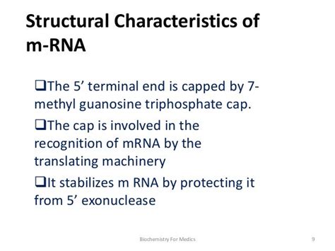 Rna Structure Types And Functions