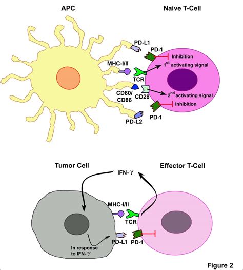 Blockade Of Programmed Cell Death Protein 1 Pathway For The Treatment