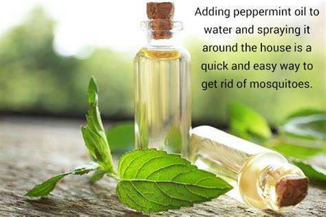 10 Natural Mosquito Repellents That Really Work Emedihealth