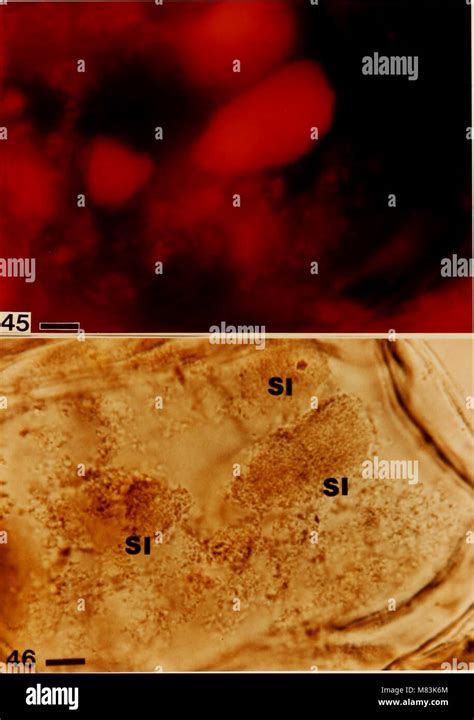 Cytological Methods For The Detection Identification And