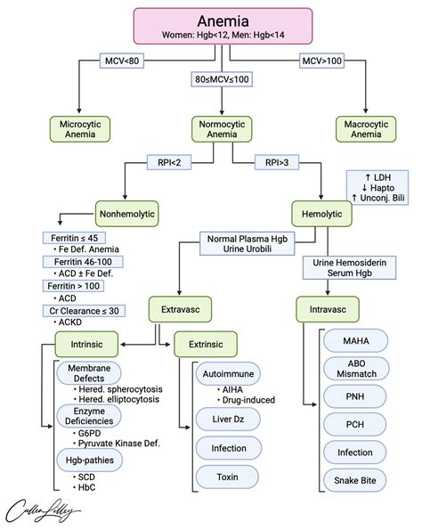 Anemia And The Cbc — Pathelective