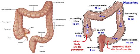 Colon Anatomy And Typical Dimensions • Cecum 5cm Grepmed