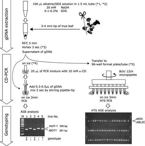 Flowchart Of Cd Assisted Ultra Easy Genotyping Of Plants With