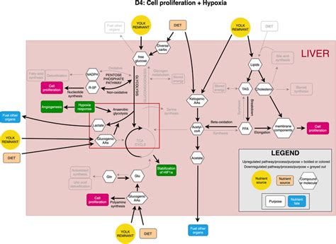 Of Metabolic Reprogramming At D4 In Terms Of Core Metabolic Pathway