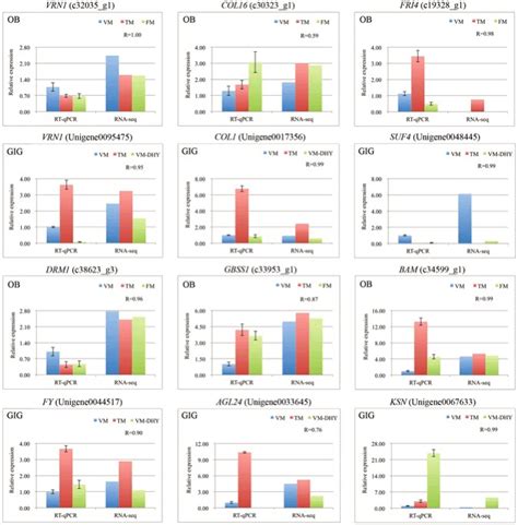 Comparative Transcriptome Analysis Of The Floral Transition In Rosa