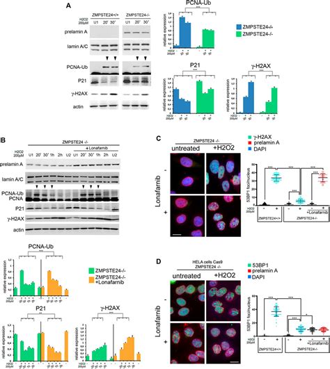 Frontiers The Role Of Prelamin A Post Translational Maturation In