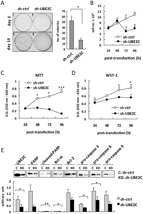 Cell Growth Reduction And Apoptosis Pathway Activation In Mcf 7 Cell