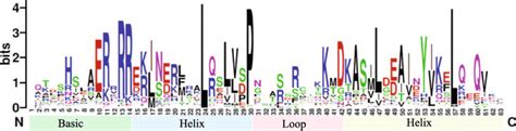 Sequence Characteristics Of The Bhlh Domains Multiple Sequence