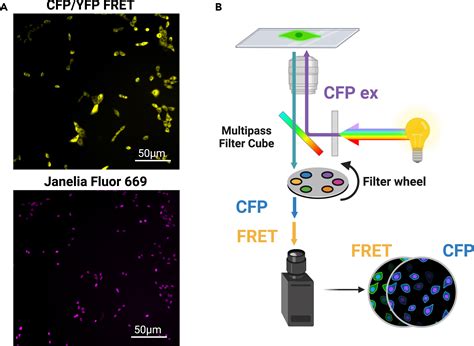 Cell Press Star Protocols