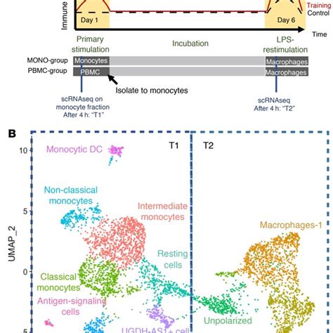 Single Cell Expression Atlas And Cluster Annotations In Monocytes And