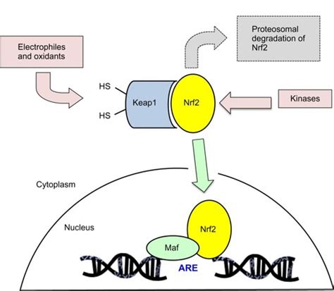 Full Article The Clinical Potential Of Influencing Nrf2 Signaling In