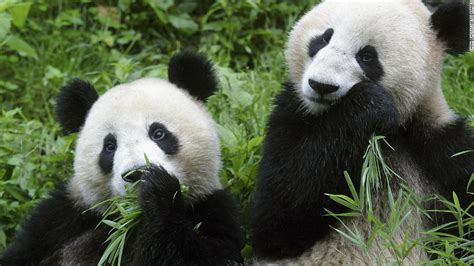 cost of raising pandas how china s booming panda business works