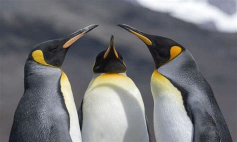 Los Secretos De Incubación Del Pingüino Emperador Armadillochile Cl