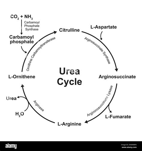 Nitrogen Cycle Introduction Stages And Its Process