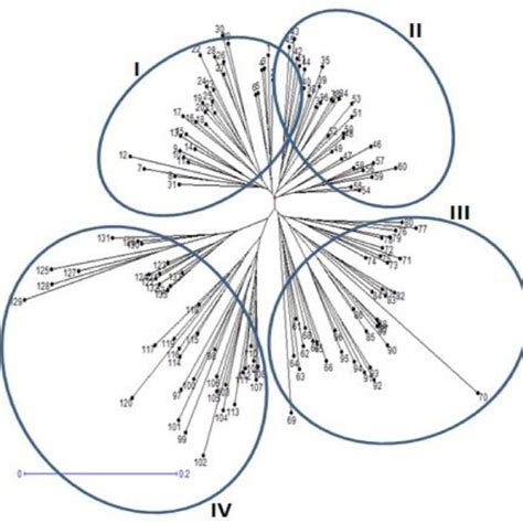 Cluster Analysis Of 135 Safflower Genotypes Based On Genetic