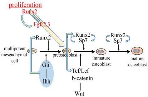 Ijms Free Full Text Regulation Of Proliferation Differentiation