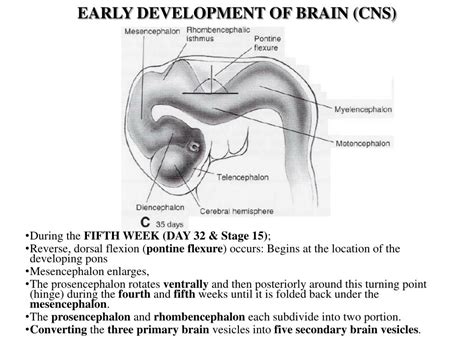 Ppt Development Of Nervous System Powerpoint Presentation Free