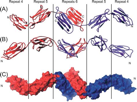 Figure 1 From Molecular Structure Of The Rod Domain Of Dictyostelium