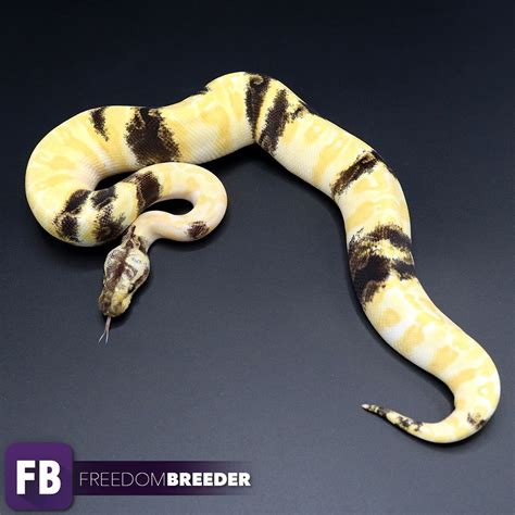 pin on ball pythons