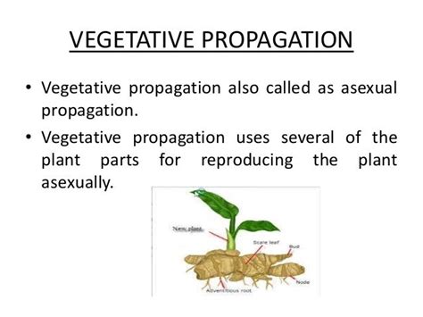 Vegetative Propagation 1