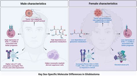 Frontiers Sex Specific Molecular Differences In Glioblastoma
