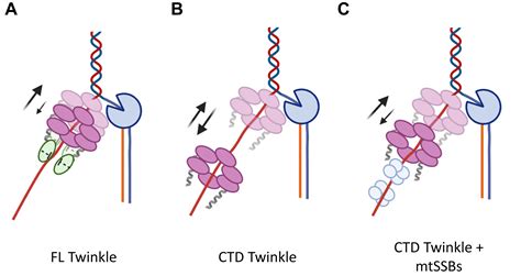 The N Terminal Domain Of Human Mitochondrial Helicase Twinkle Has Dna