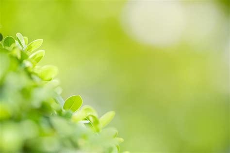 Close Up Of Nature View Green Leaf On Blurred Greenery Background Under