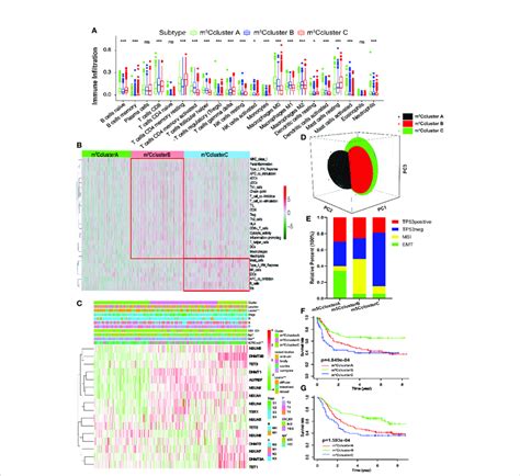 Tme Cell Infiltration Traits And Transcriptome Characteristics In Three