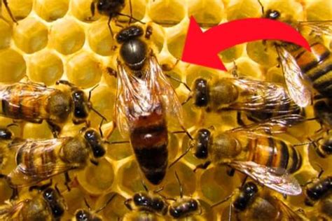 Cómo Se Reproducen Las Abejas Reproducción De Las Abejas