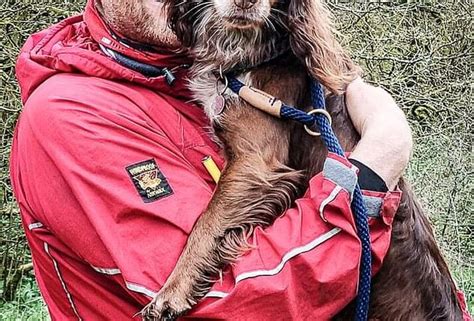 Tear Jerking Moment A Spaniel Is Reunited With Her Owner After Falling