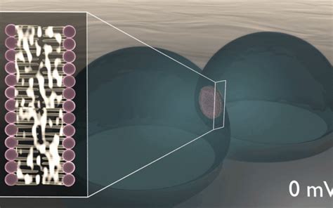 Bio Circuitry Mimics Synapses And Neurons In A Step Toward Sensory