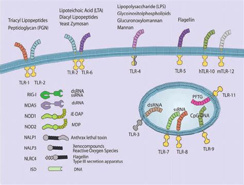 Toll Like Receptors And Natural Killer Cells Intechopen