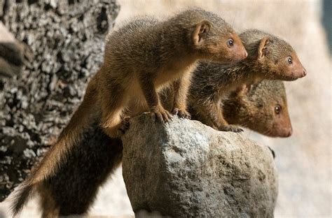 dive into the performance of mongoose lean virtuals — a mongoose plugin