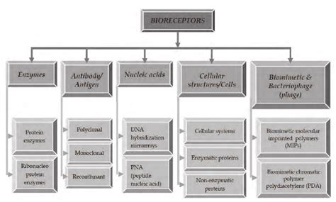 Biosensors Classification According To The Bioreceptor Type Download