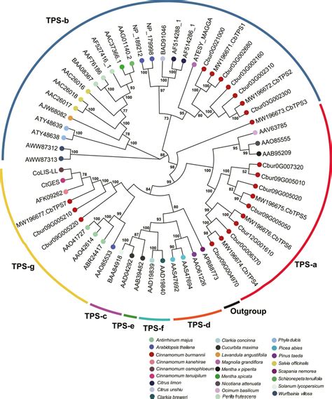 Frontiers Full Length Transcriptome Sequencing Reveals The Molecular