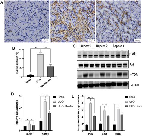 Frontiers Transcriptome Based Network Analysis Reveals Hirudin