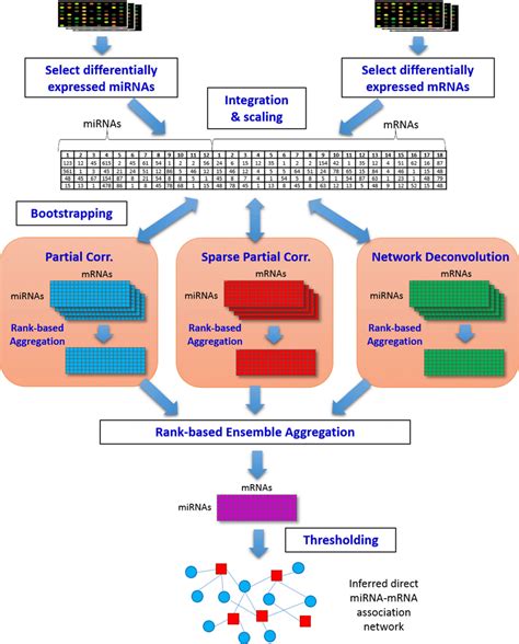 Workflow For Inferring Direct Mirna Mrna Association Relationships