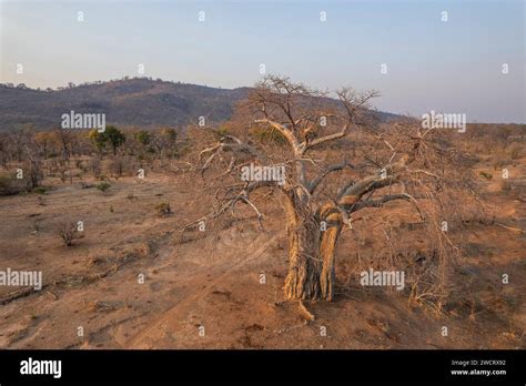 Large Baobab Trees Adonsonia Digital Are Seen In Zimbabwes Zambezi