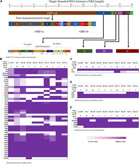 Frontiers Mutational Characterization Of Omicron Sars Cov 2 Lineages