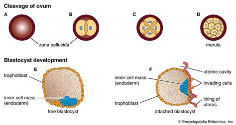 Cell Intercellular Signaling Communication Britannica