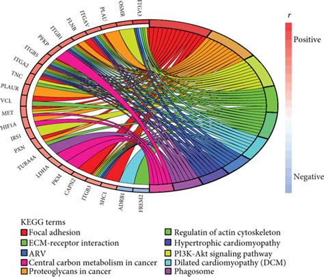 Functional Enrichment Analysis Of Ahnak2 In Adc A Go Analysis Of The